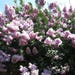 Yuma Crape Myrtle: Elegant Lavender-blue Blooms for Your Landscape - Etsy