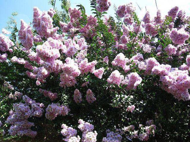 Yuma Crape Myrtle: Elegant Lavender-blue Blooms for Your Landscape - Etsy