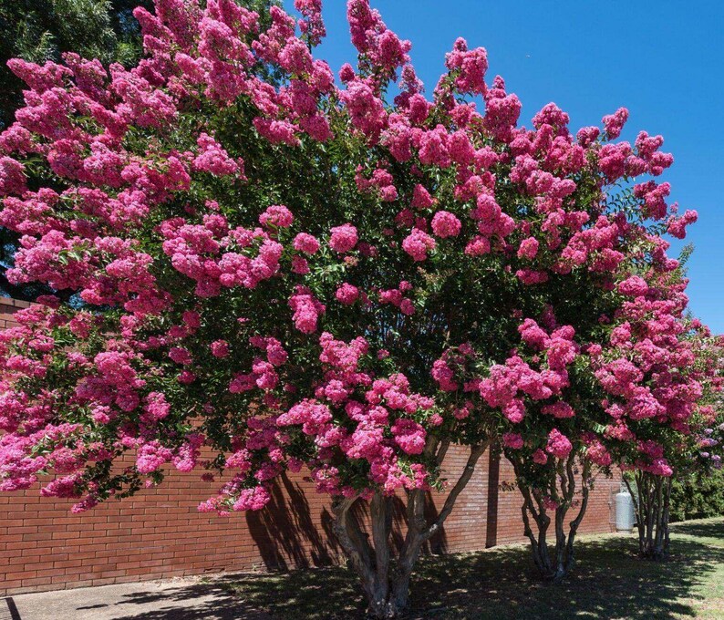 Comanche Crape Myrtle: Majestic Dark Coral Pink Blooms - Etsy