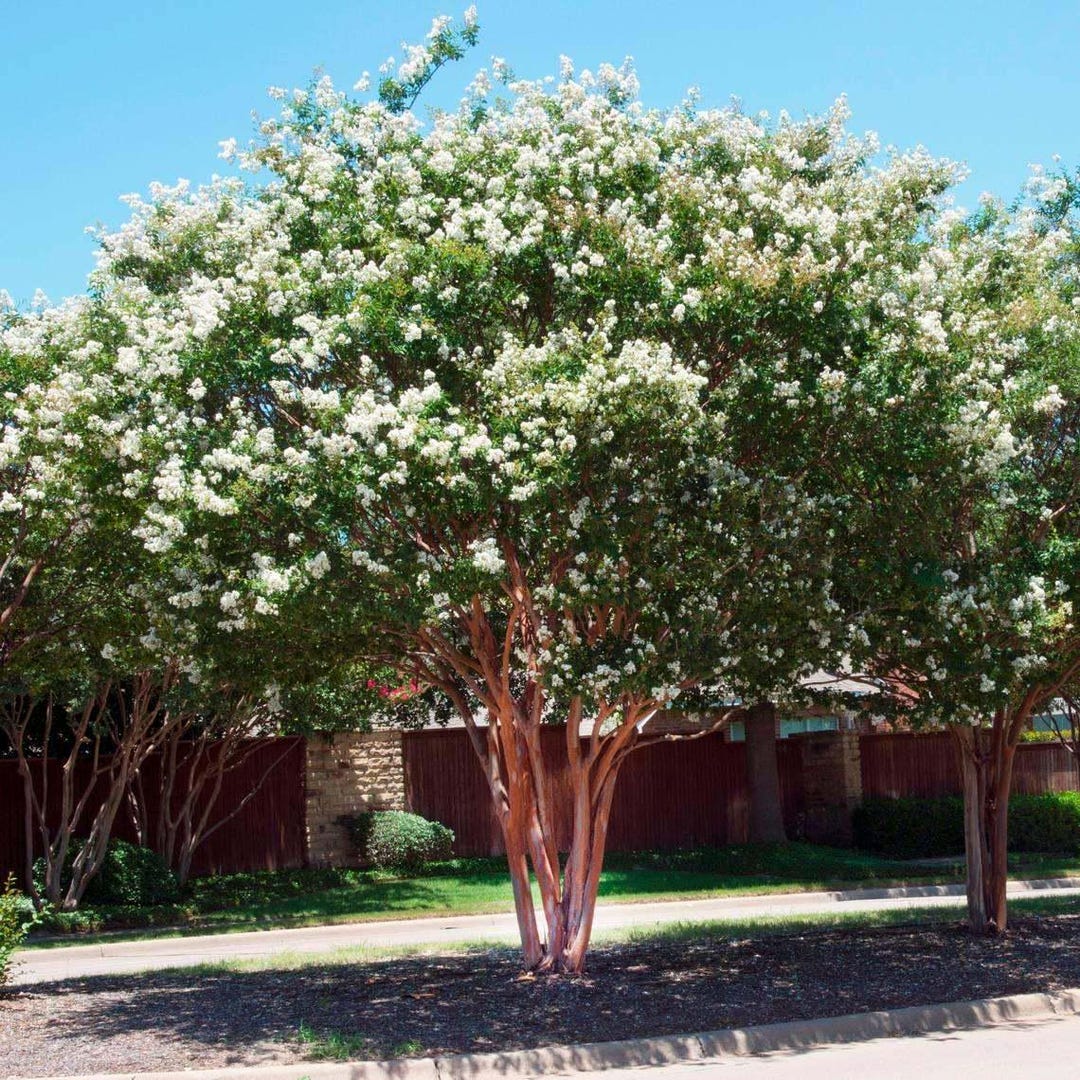 Natchez Crape Myrtle: Majestic Beauty and Continuous Blooms for Your ...
