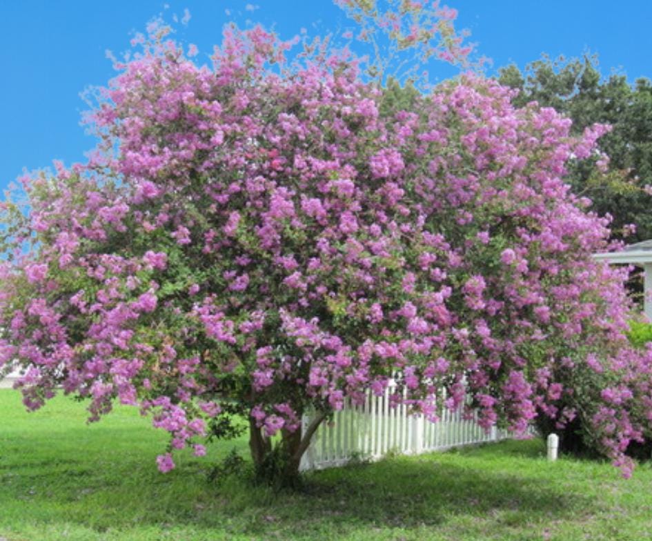 Zuni Crape Myrtle: Bright Lavender Flowers on This Upright, Spreading ...