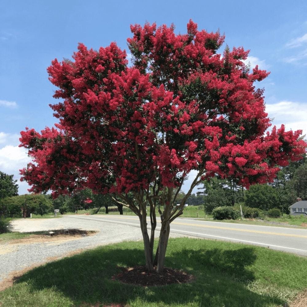 Arapahoe Crape Myrtle: Striking Wine-red Flowers With a Hint of Purple ...