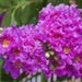 Royalty Crape Myrtle: Royal Purple Flowers in a Manageable Small Tree ...