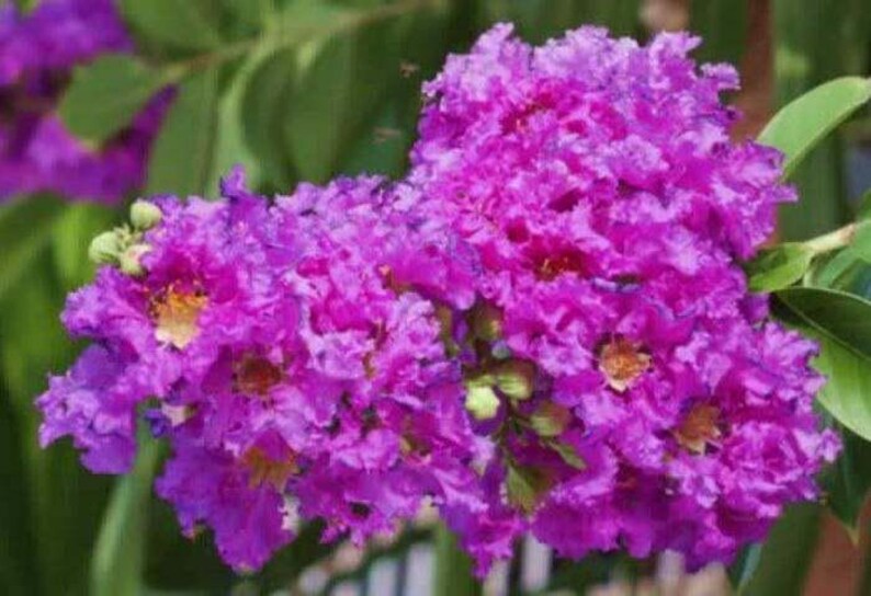 Royalty Crape Myrtle: Royal Purple Flowers in a Manageable Small Tree ...