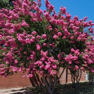 Comanche Crape Myrtle: Majestic Dark Coral Pink Blooms - Etsy