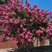 Comanche Crape Myrtle: Majestic Dark Coral Pink Blooms - Etsy