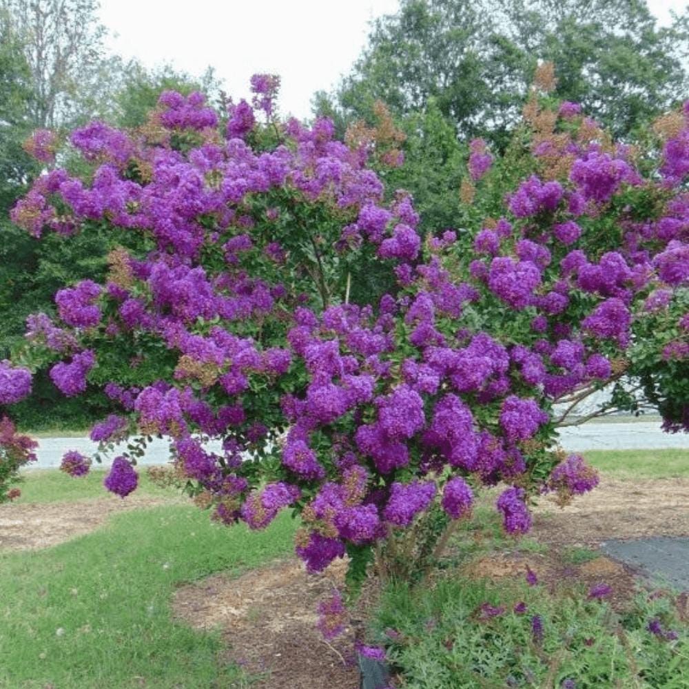 Velmas Royal Delight Crape Myrtle: Extremely Dark Purple Flowers Adorn ...
