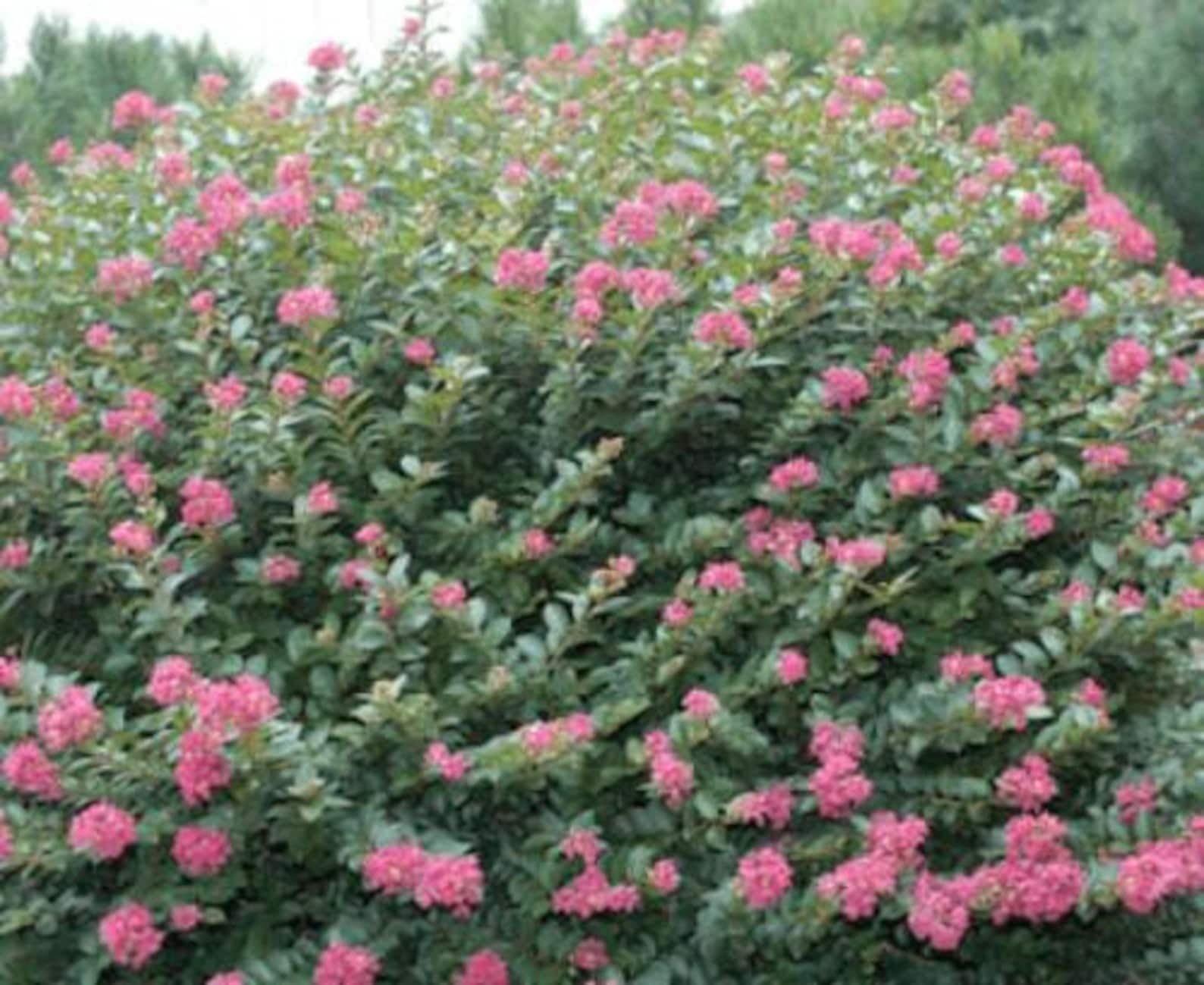 Pokomoke Crape Myrtle: A Bushy Miniature With Dark Rose Pink Flowers ...
