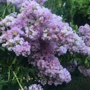 Yuma Crape Myrtle: Elegant Lavender-blue Blooms for Your Landscape - Etsy