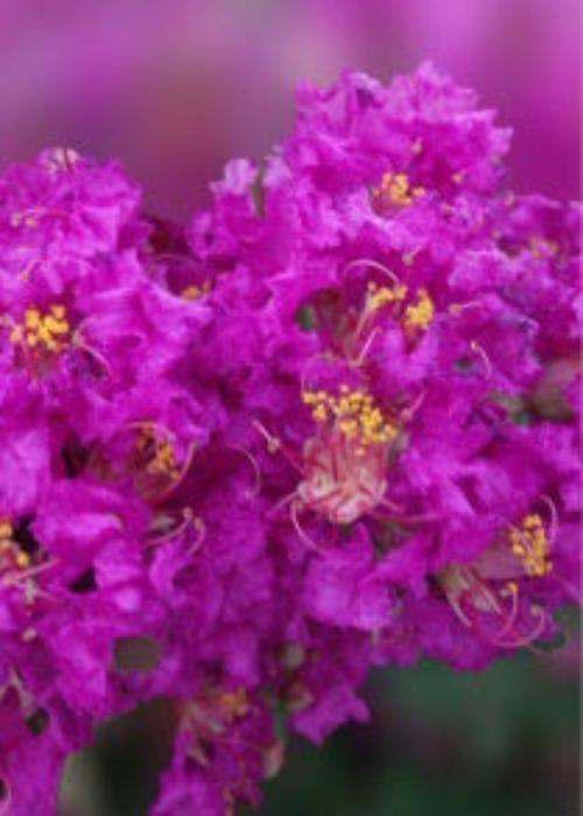 Twilight Crape Myrtle: Sunset Purple Flowers on a Fast Growing, Elegant ...