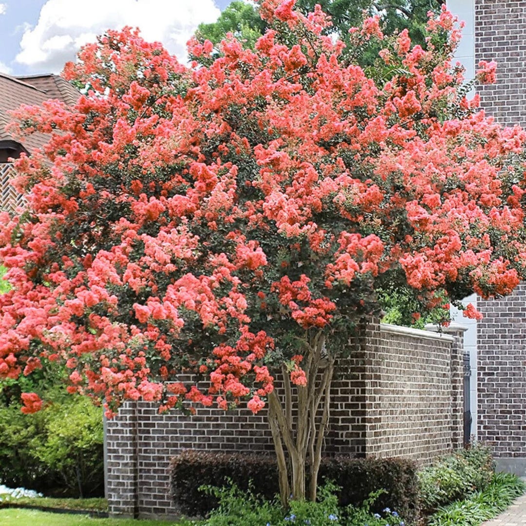 Miami Crape Myrtle: Vibrant Tropical Beauty and Fast-growing Shade - Etsy
