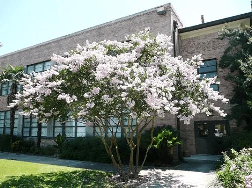 Acoma Crape Myrtle: Elegant, Crisp Snow-white Weeping Beauty for Your ...