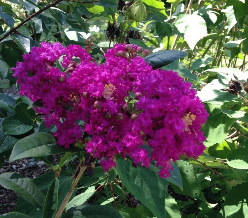Miss Sandra Crape Myrtle: Stunning Purple Blooms and Year-round ...