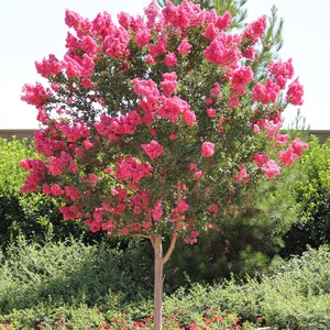 Comanche Crape Myrtle: Majestic Dark Coral Pink Blooms - Etsy