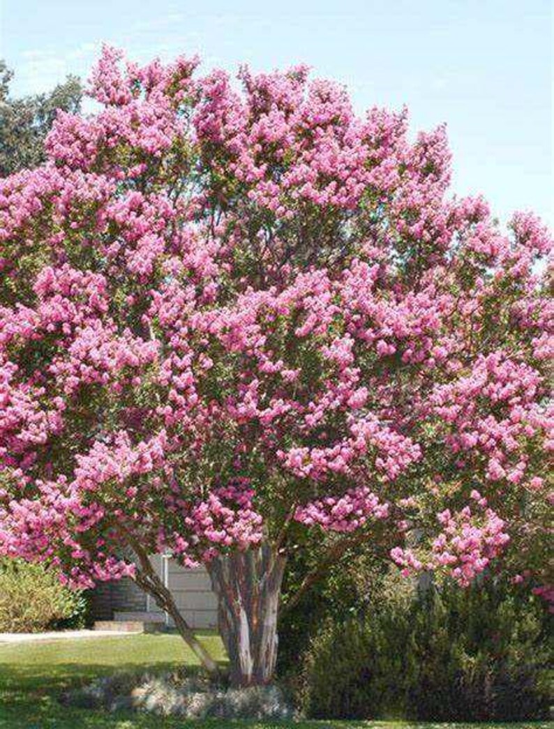 Biloxi Crape Myrtle: Fast-growing Shade Tree With Delicate Baby Pink ...