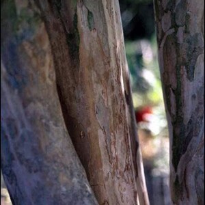 Tuscarora Crape Myrtle: Vibrant Watermelon Red Blooms and Exceptional ...