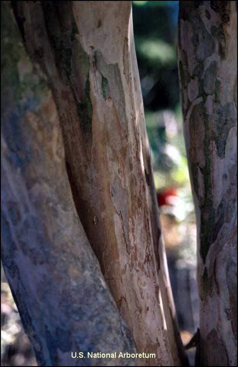 Tuscarora Crape Myrtle: Vibrant Watermelon Red Blooms and Exceptional ...