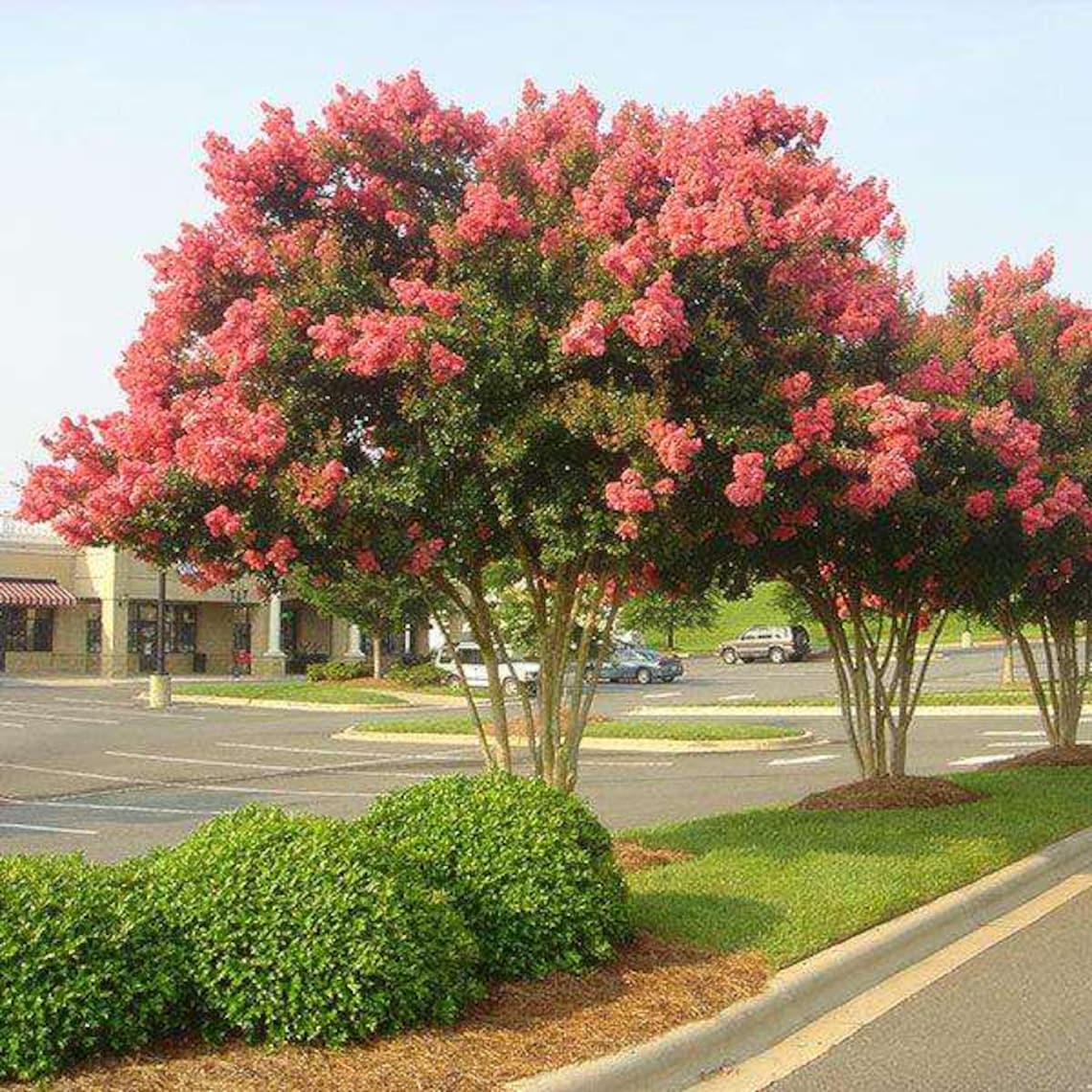 Miami Crape Myrtle: Vibrant Tropical Beauty and Fast-growing Shade - Etsy