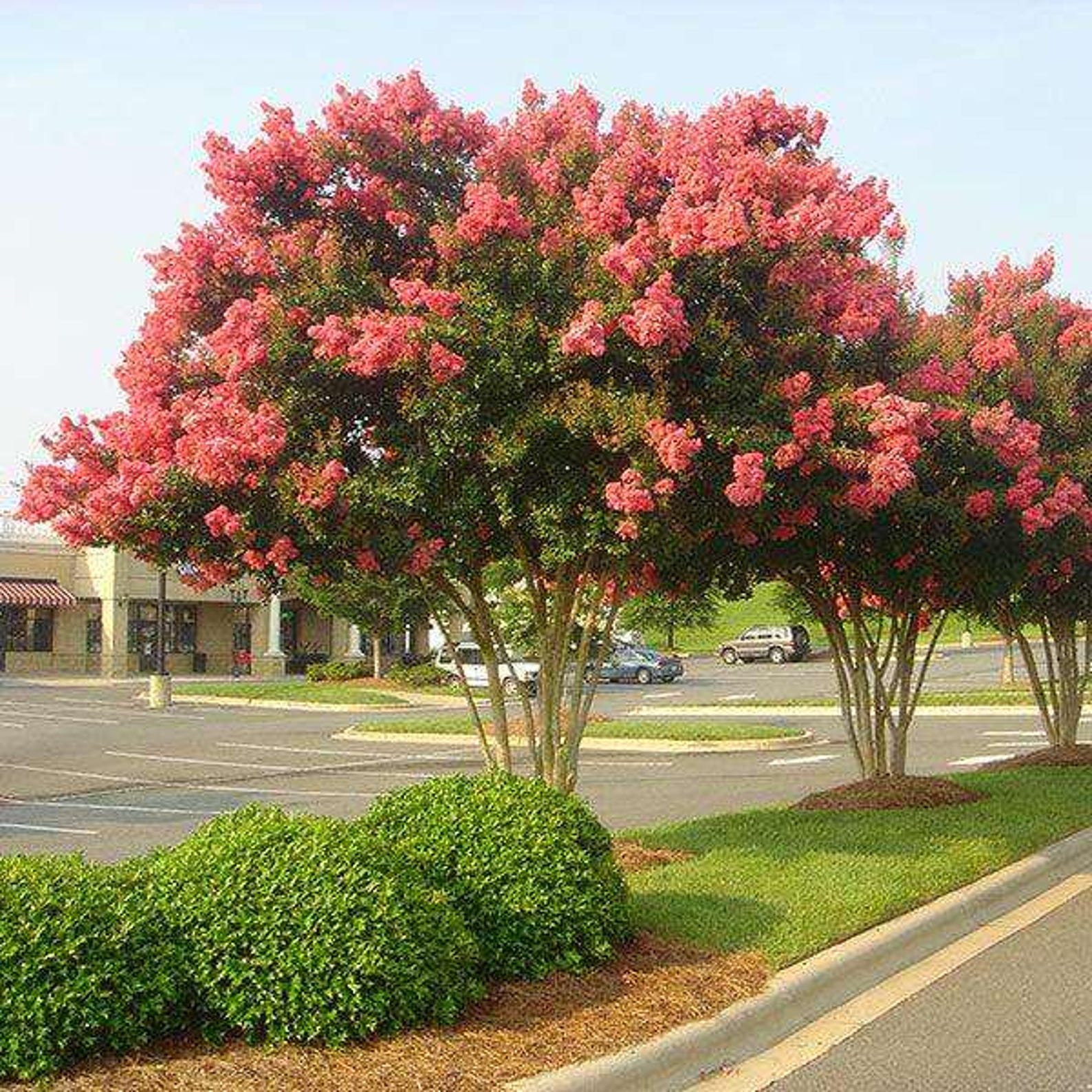 Miami Crape Myrtle: Vibrant Tropical Beauty and Fast-growing Shade - Etsy