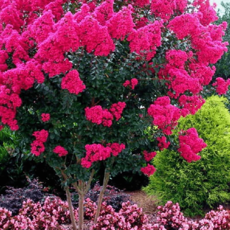 Crape Dwarf Myrtle Bush - Etsy