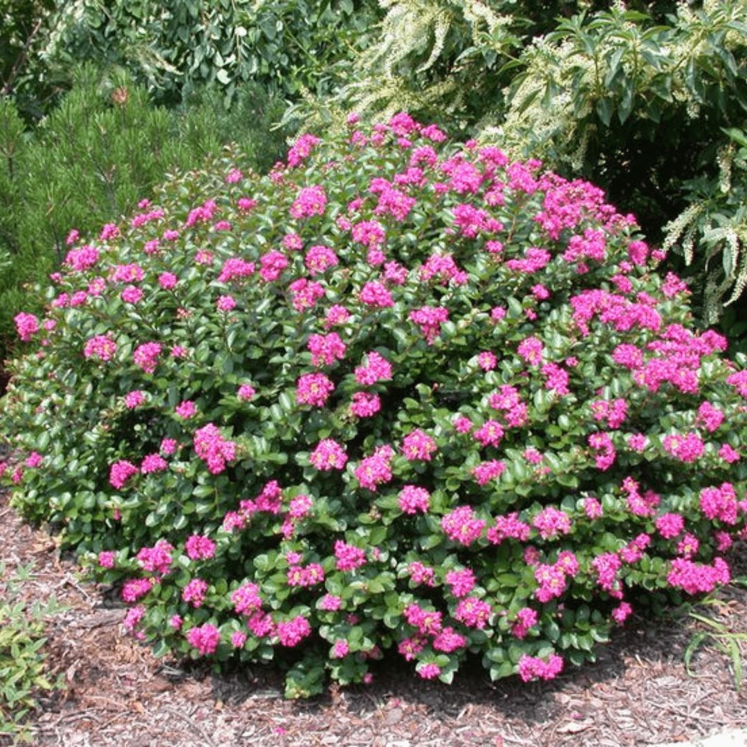 Pokomoke Crape Myrtle: A Bushy Miniature With Dark Rose Pink Flowers ...