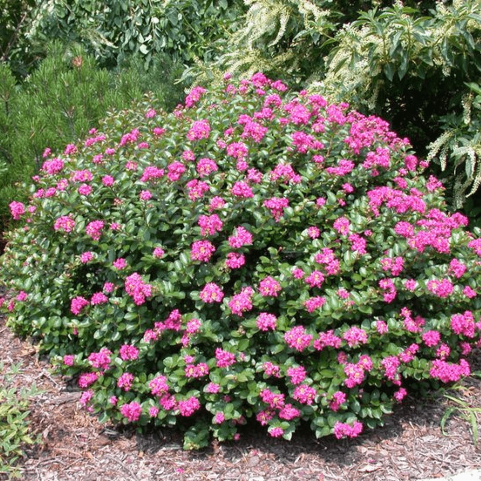Pokomoke Crape Myrtle: A Bushy Miniature With Dark Rose Pink Flowers ...