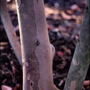 Cherokee Crape Myrtle: Lush Wine-red Color Perfect for Hedges and ...
