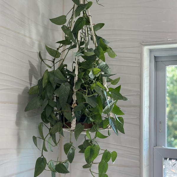 Cebu Blue Pothos - Etsy