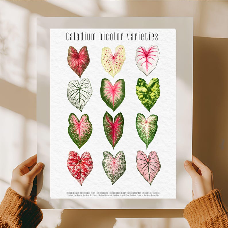 Caladium Varieties Chart, Plant Collector Identification Poster ...