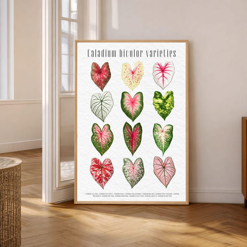 Caladium Varieties Chart, Plant Collector Identification Poster ...
