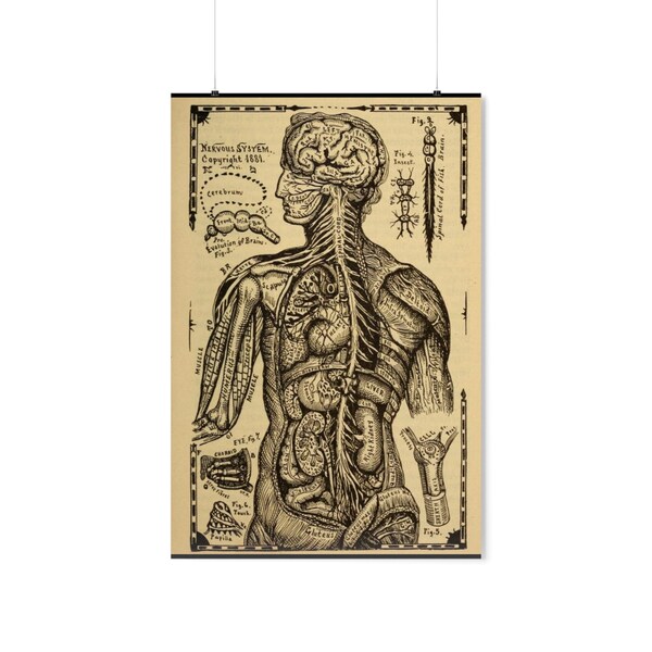 Nervous System Poster Kids - Etsy