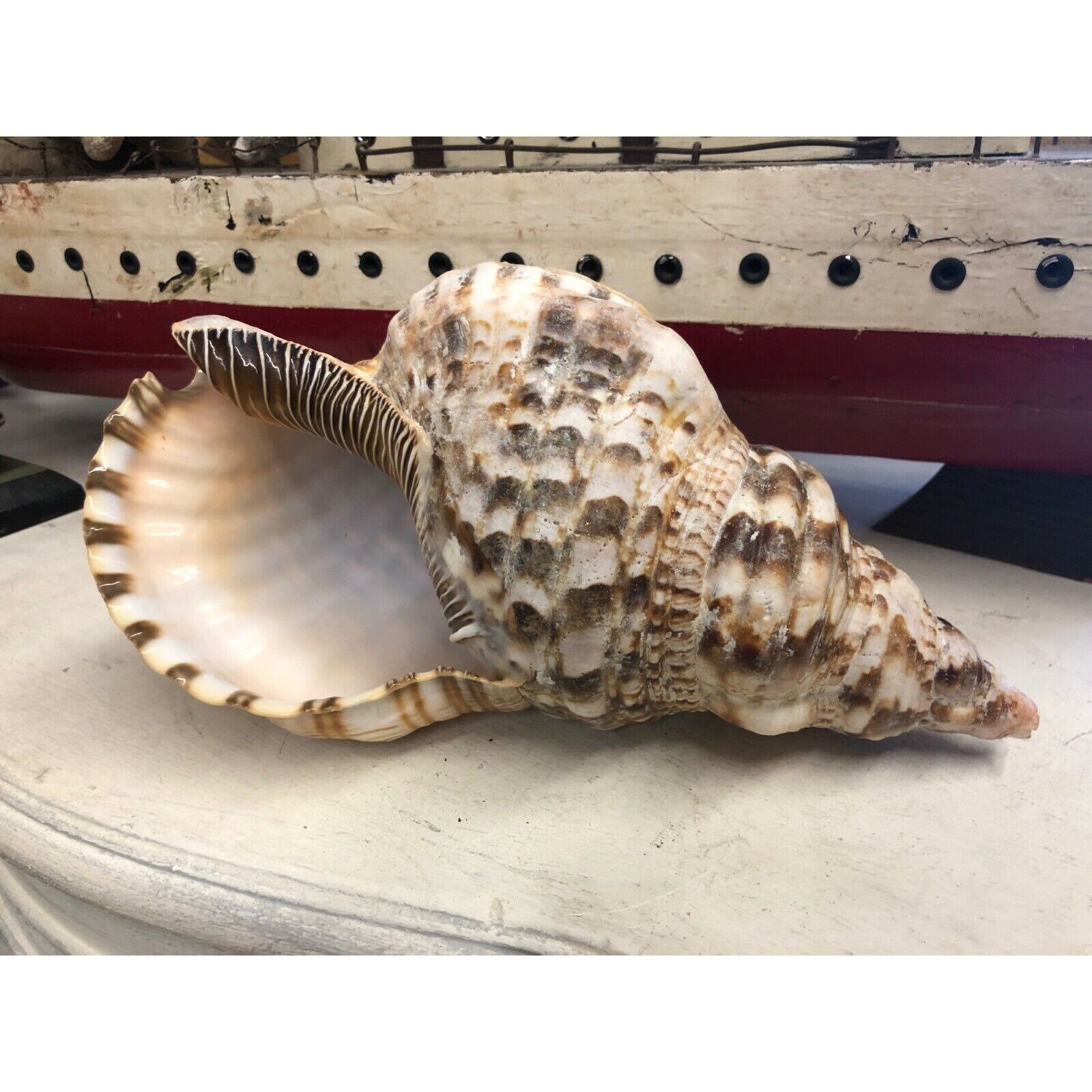Triton Trumpet Conch Sea Shell Caribbean Island of French St Marten - Etsy