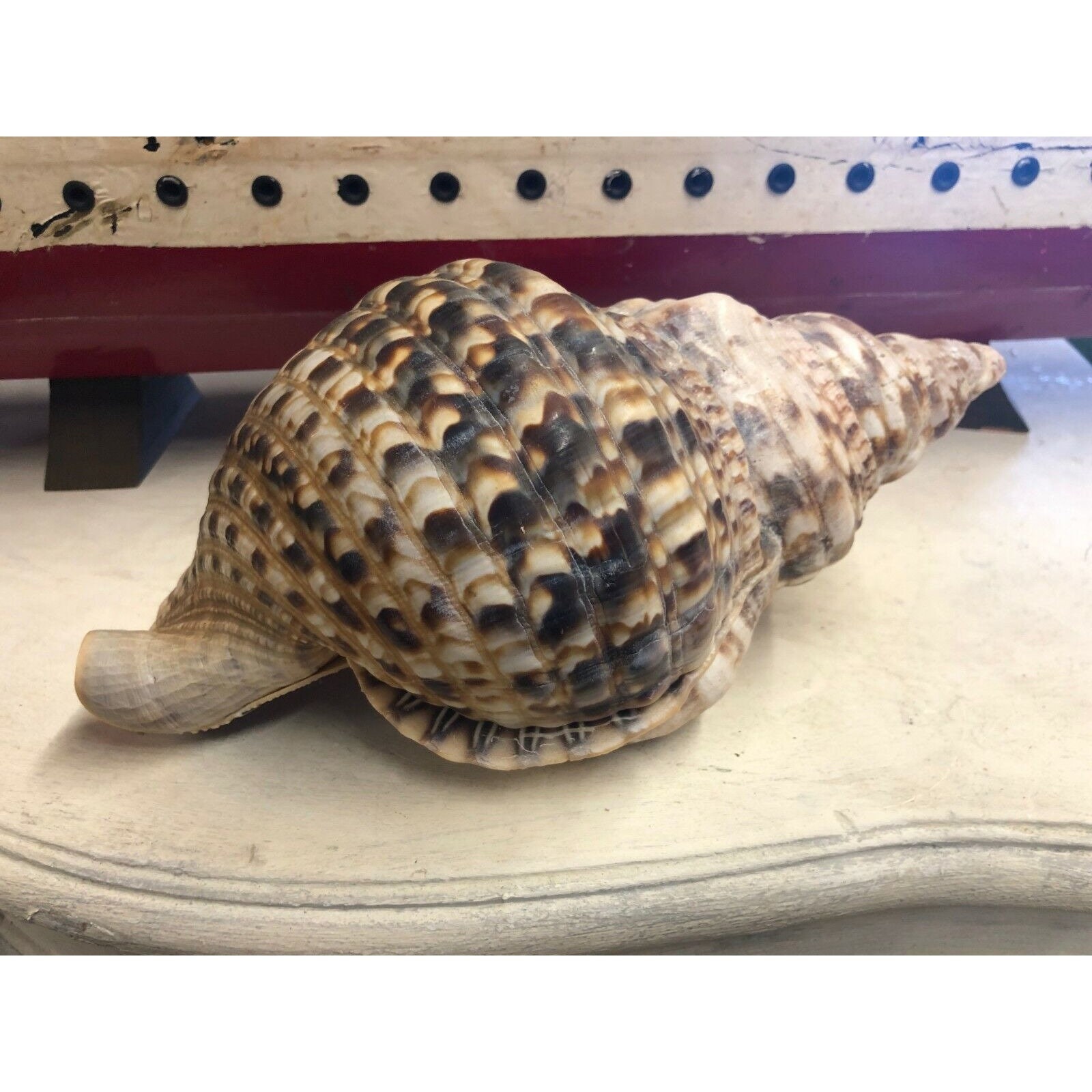 Triton Trumpet Conch Sea Shell Caribbean Island of French St Marten - Etsy