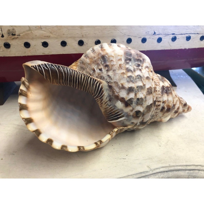 Triton Trumpet Conch Sea Shell Caribbean Island of French St Marten - Etsy