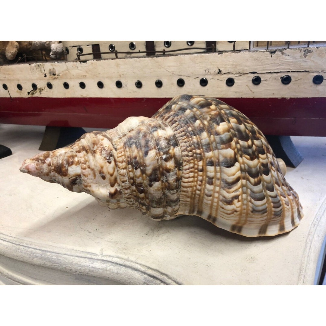 Triton Trumpet Conch Sea Shell ~ Caribbean Island of French St Marten ...