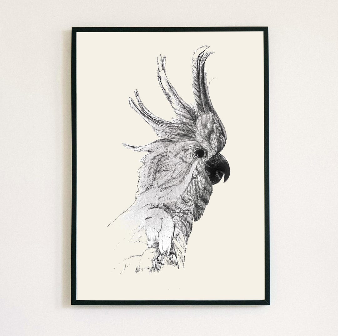 Cockatoo Art Print, Bird Pencil Drawing, Cockatoo Wall Art, Nature ...