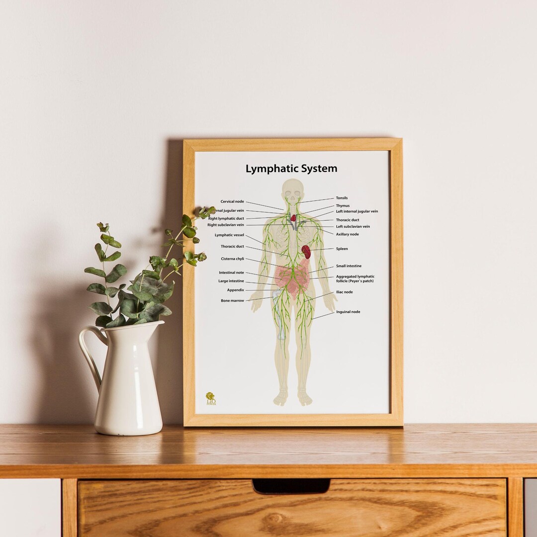 Human Lymphatic System Anatomy Poster – Educational Wellness Chart ...