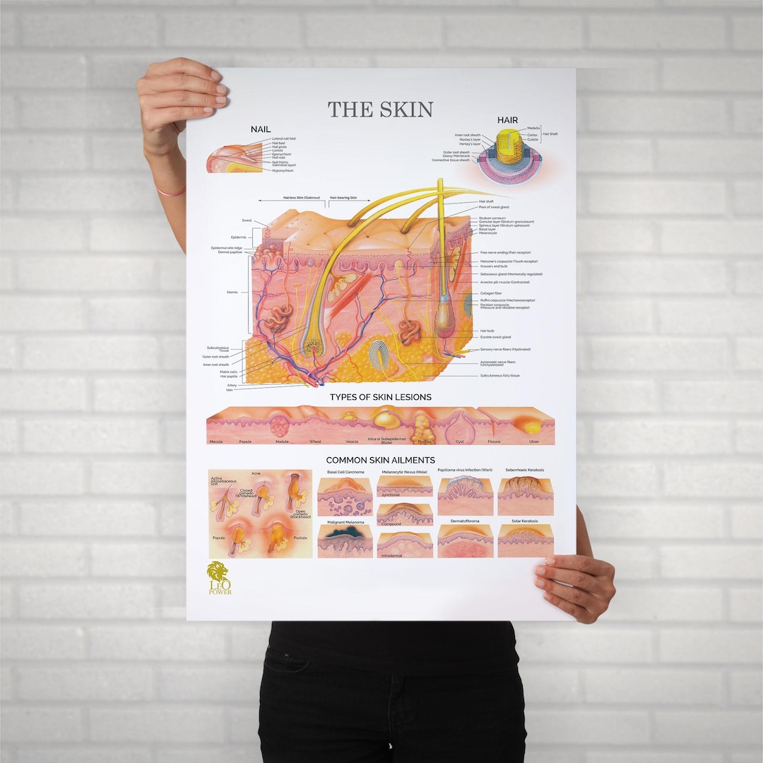 Anatomical Human Skin Layers Poster – Dermatology Wall Art Aesthetician ...
