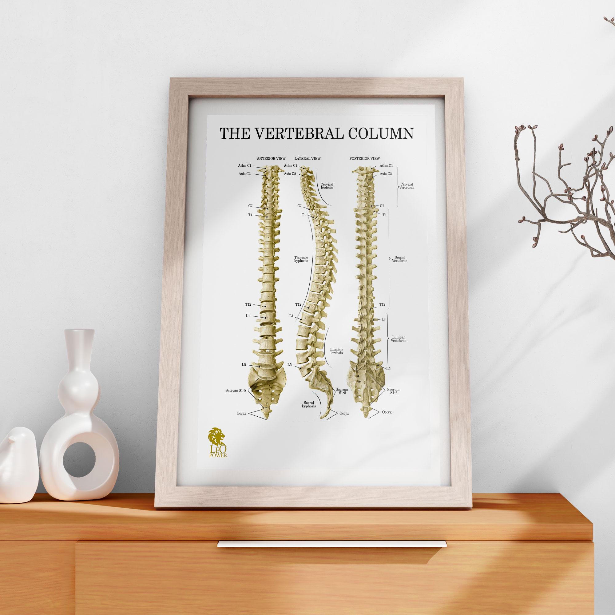 Human Spine Anatomy Poster Vertebral Column Bones Chart Educational ...