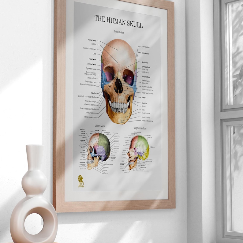 Skull Anatomy Poster Cranial Bones Chart Human Skull Illustration ...