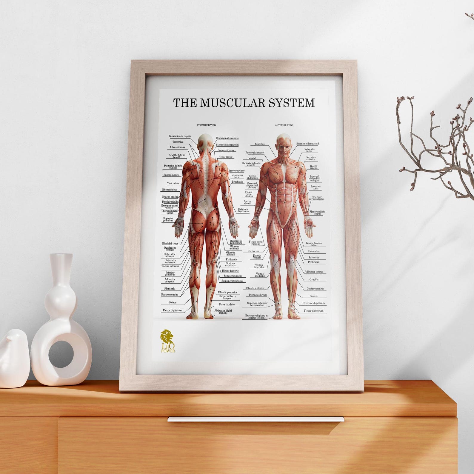 Muscle Anatomy Poster Human Muscular System Chart Pilates Physio ...
