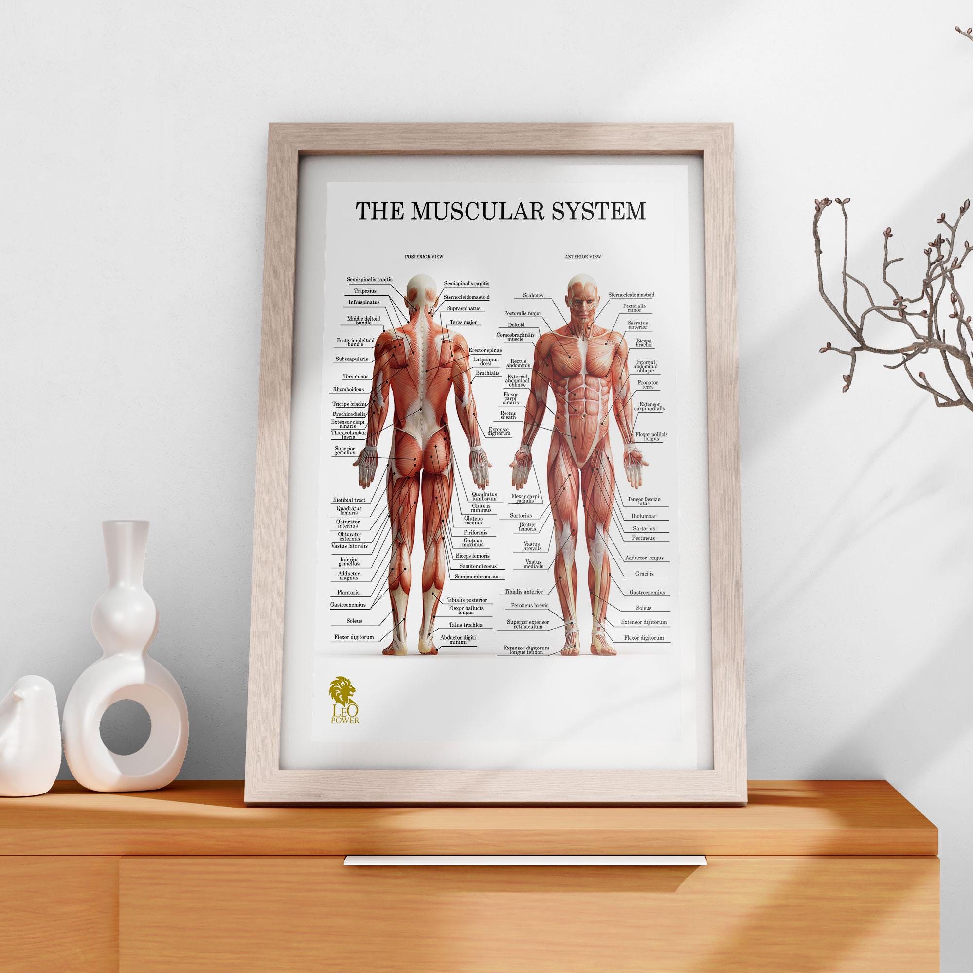 Anatomical Human Body Muscles Poster – Full Body Muscle Chart Physio ...