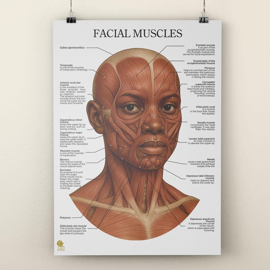 Facial Anatomy Poster: Esthetician Face Muscle Chart (digital Download ...