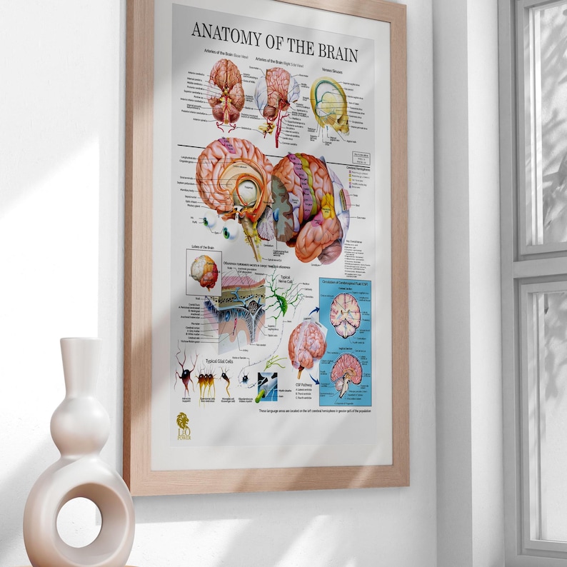 Human Brain Anatomy Poster, Educational Wall Art (digital Download ...