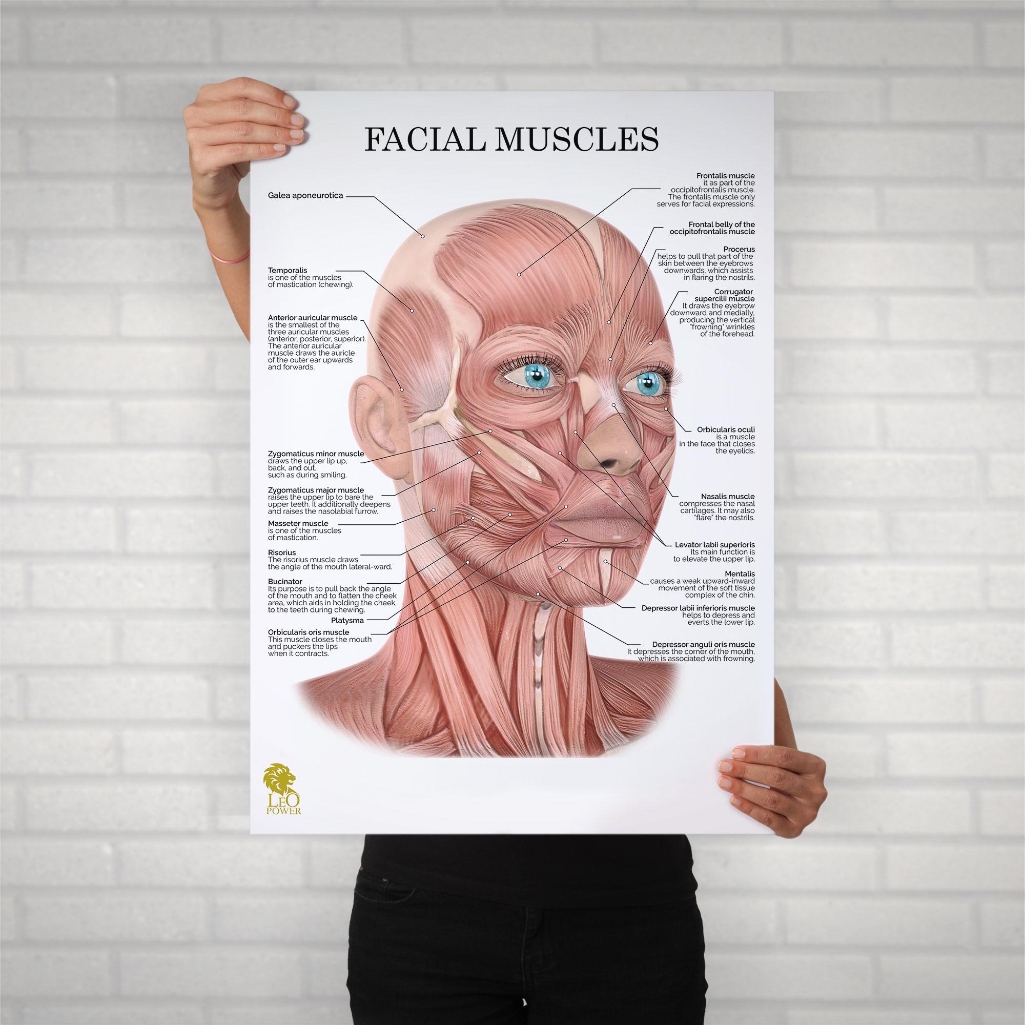 Anatomical Face Muscles Poster – Facial Anatomy Wall Art Massage & Face ...