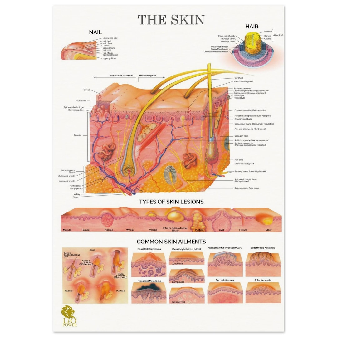 Anatomical Skin Layers Poster – Dermatology Print, Aesthetician Decor ...