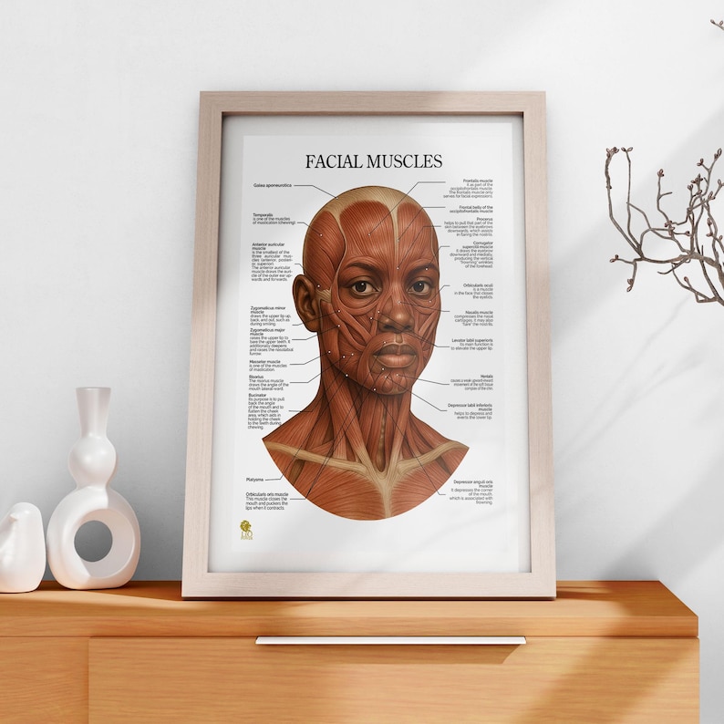 Facial Anatomy Poster: Esthetician Face Muscle Chart (digital Download ...