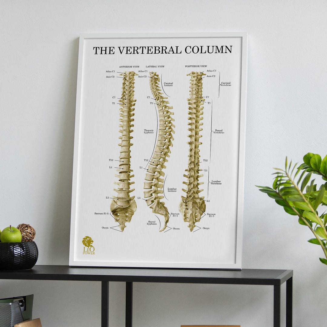 Human Spine Anatomy Poster Vertebral Column Bones Chart Educational ...