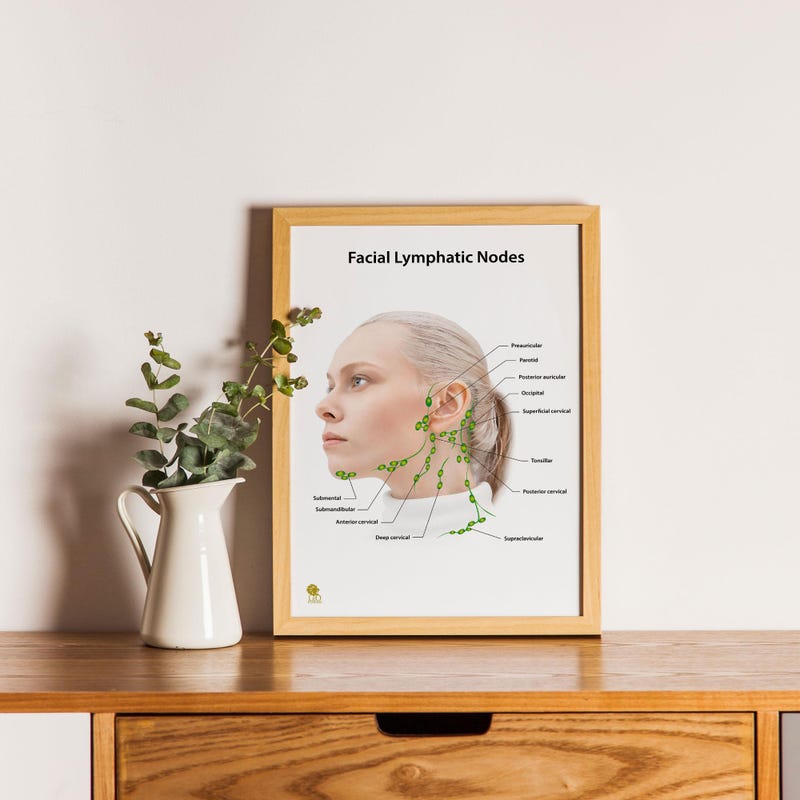 Lymphatic Drainage Map - Etsy