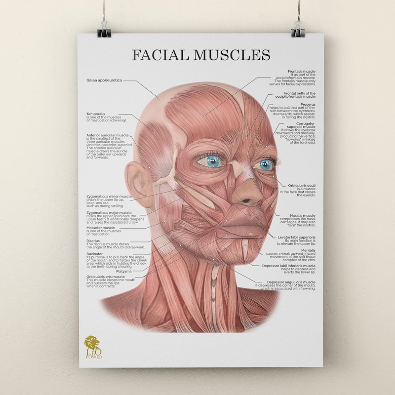 Facial Poster Printable - Etsy